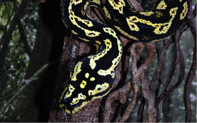 burmese python Archives - The Barnyard Supply Co