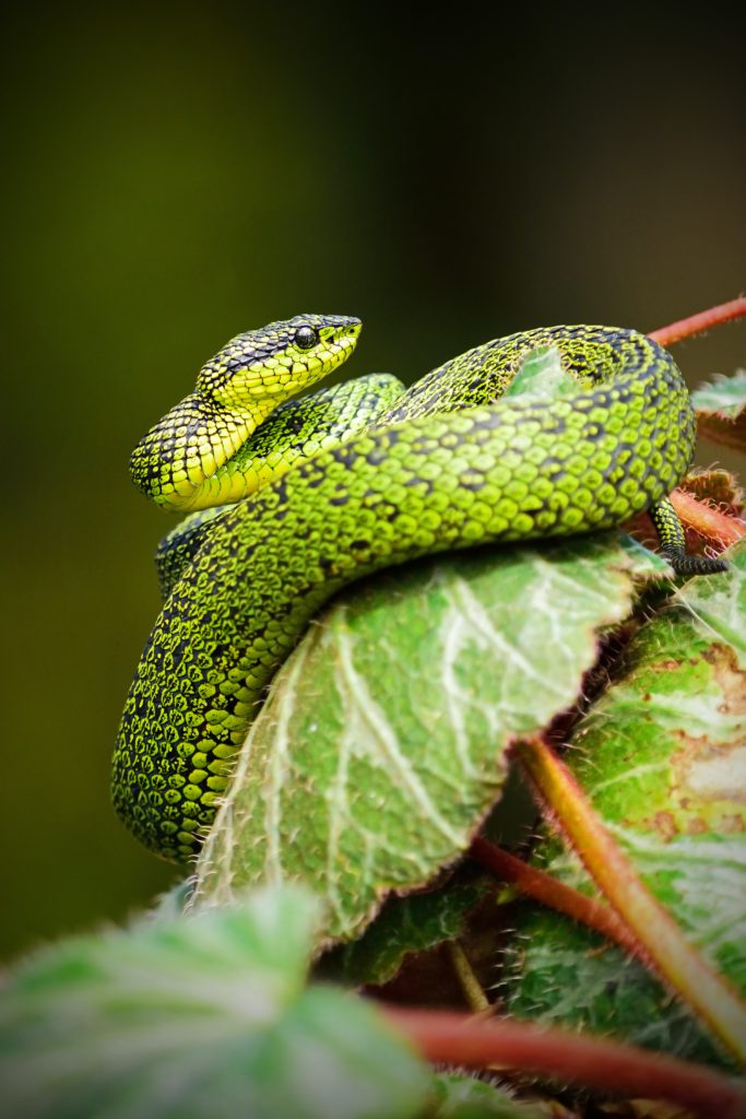 A Guide on Pet Snake Caring – Green Tree Python - The Barnyard Supply Co