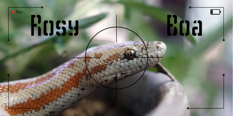 A Guide on Pet Snake Caring - Rosy Boa - The Barnyard Supply Co