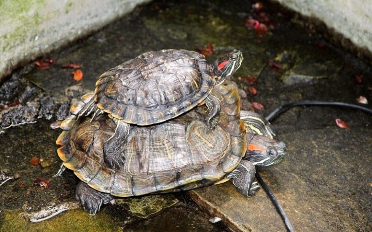 Caring for your Pet Turtle - Aquatic Turtle - The Barnyard Supply Co