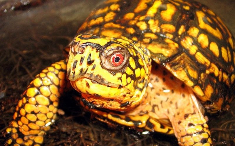 Caring for your Pet Turtle – Box Turtle - The Barnyard Supply Co