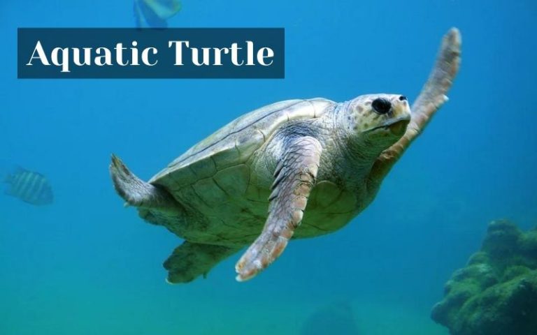 Caring for your Pet Turtle - Aquatic Turtle - The Barnyard Supply Co