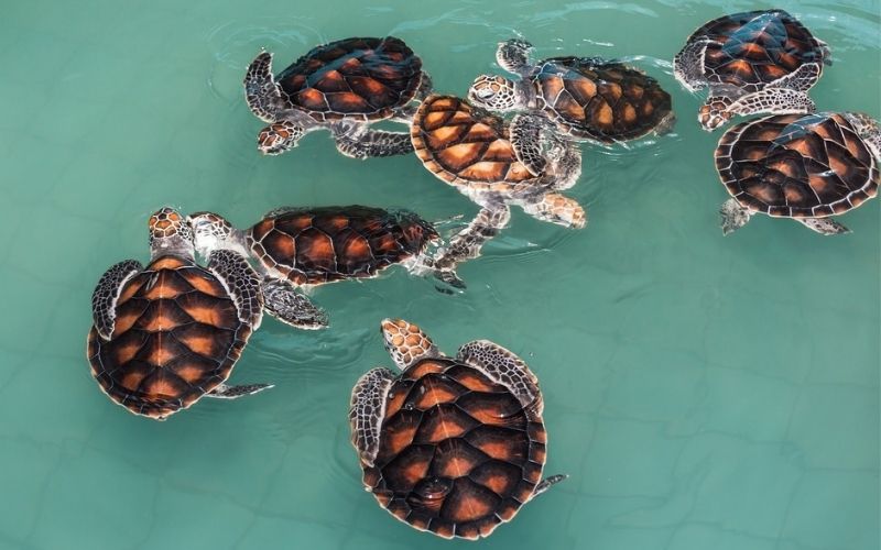 Caring for your Pet Turtle - Aquatic Turtle - The Barnyard Supply Co