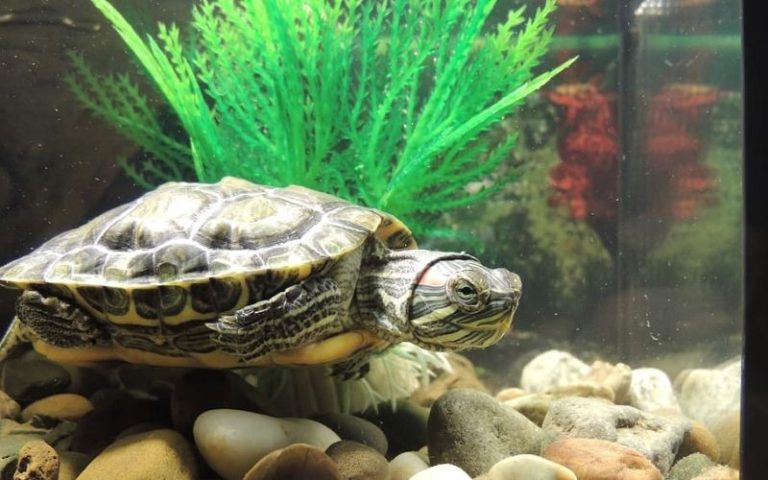 Caring for your Pet Turtle - Aquatic Turtle - The Barnyard Supply Co