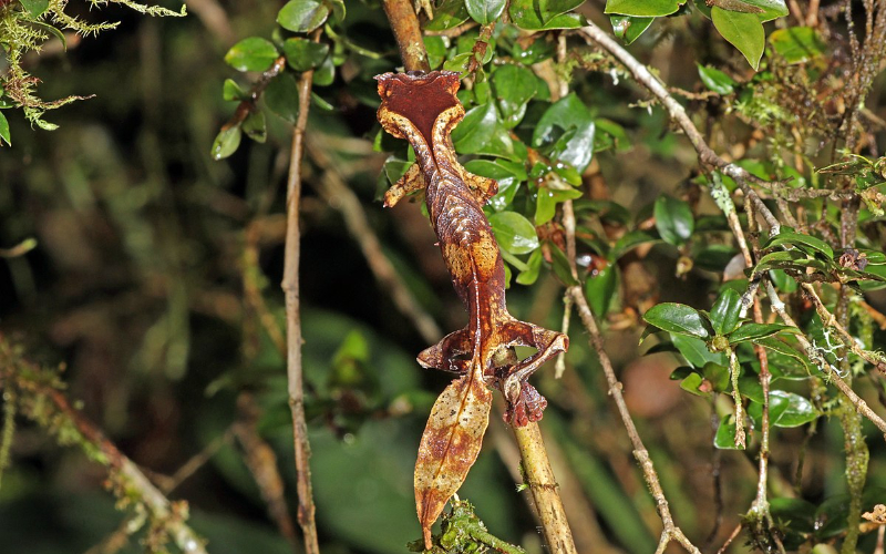 Caring for your Pet Lizard – Leaf-tailed Gecko - The Barnyard Supply Co