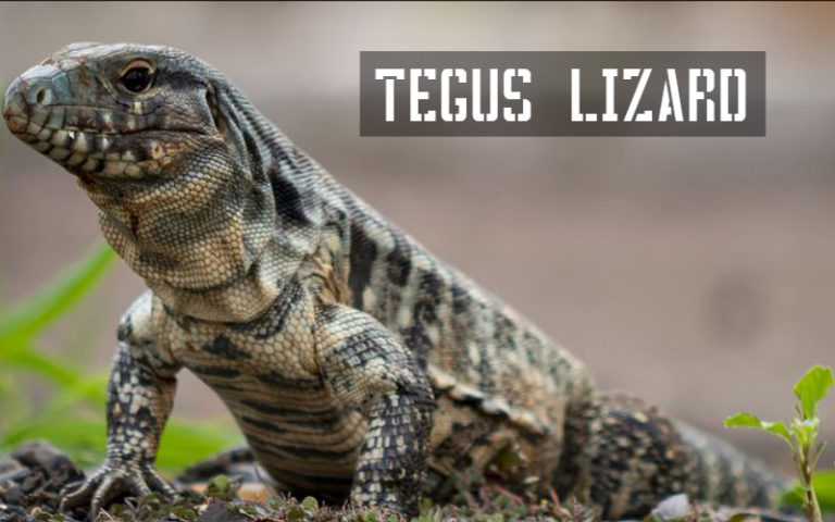 Caring for your Pet Lizard - Tegus Lizards - The Barnyard Supply Co