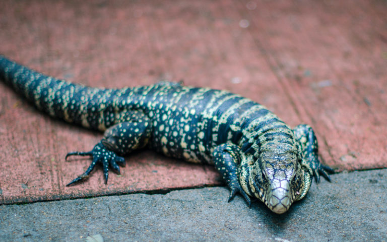 Caring for your Pet Lizard - Tegus Lizards - The Barnyard Supply Co