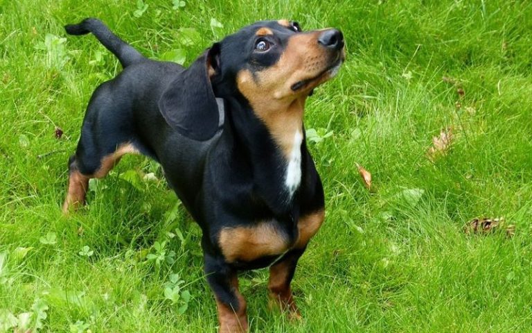 10 Best Dogs As Pet - The Barnyard Supply Co