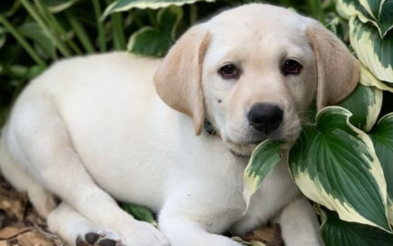 10 Best Dogs As Pet - The Barnyard Supply Co