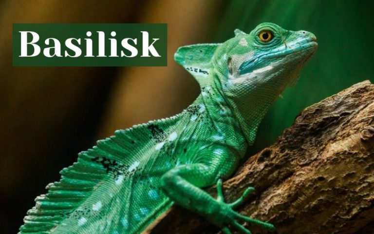 Caring for your Pet Lizard – Basilisk - The Barnyard Supply Co