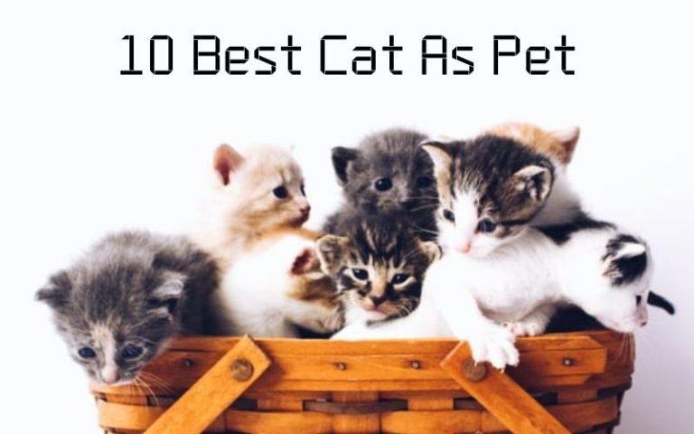 10 Best Cat As Pet - The Barnyard Supply Co