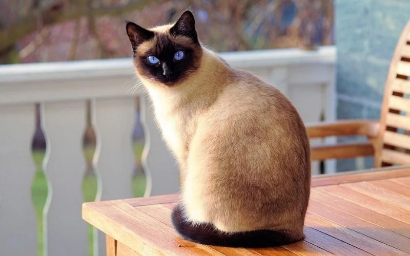10 Best Cat As Pet - The Barnyard Supply Co