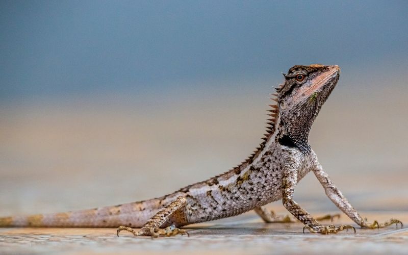 10 Best Lizards As A Pet - The Barnyard Supply Co
