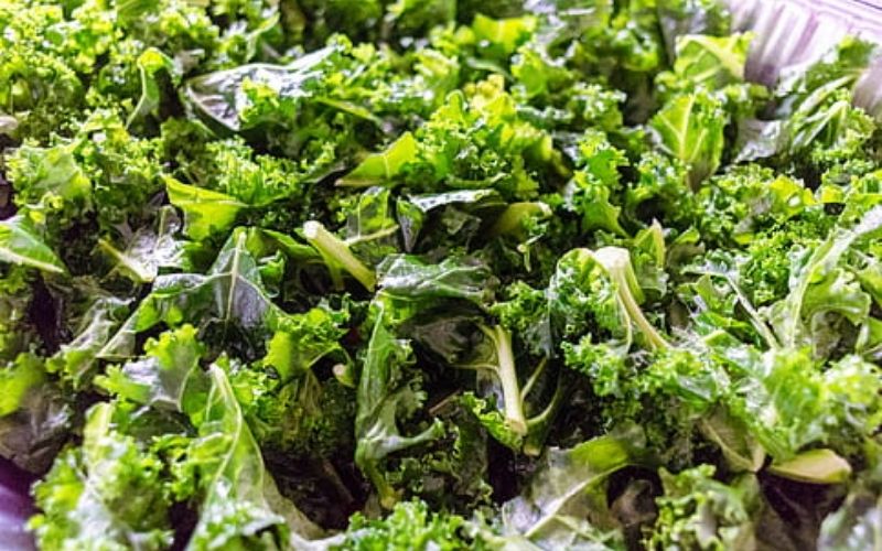 Caring for your Pet Lizard – Basilisk - The Barnyard Supply Co