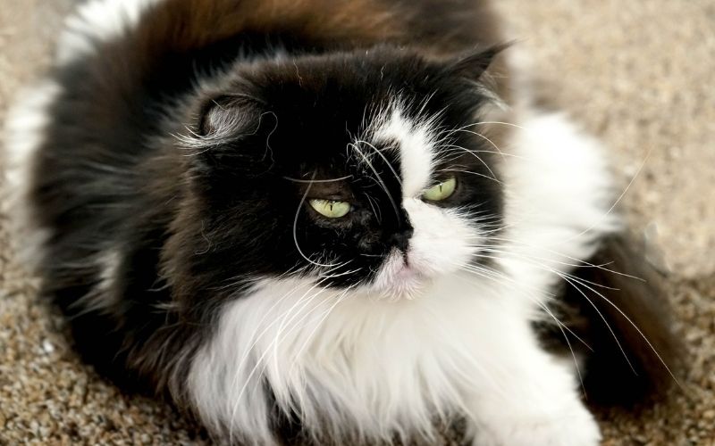 10 Best Cat As Pet - The Barnyard Supply Co