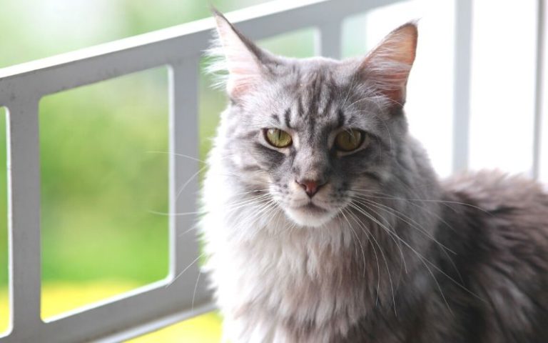 10 Best Cat As Pet - The Barnyard Supply Co