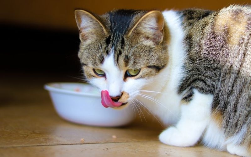 How To Care For Your Cat? - The Barnyard Supply Co