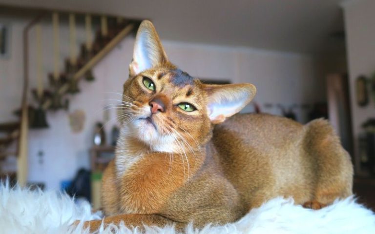 10 Best Cat As Pet - The Barnyard Supply Co