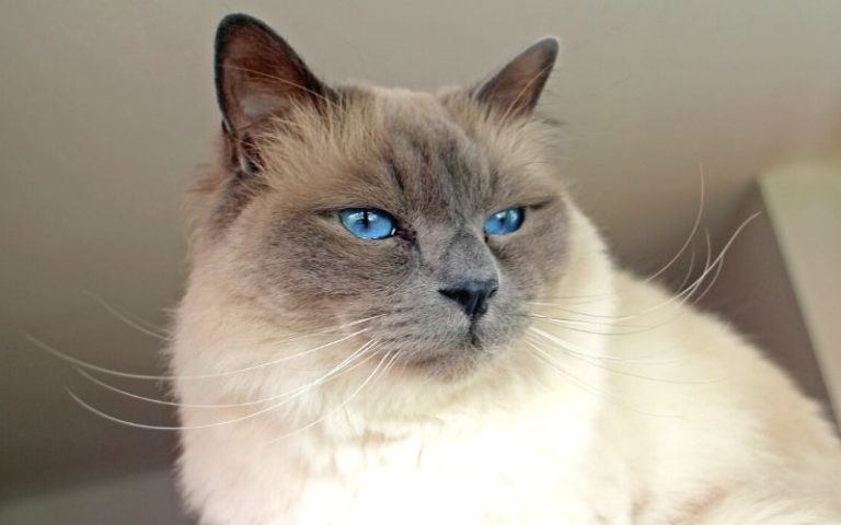 10 Best Cat As Pet - The Barnyard Supply Co