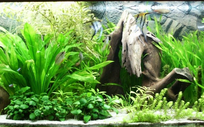 Housing For Pet Reptile - The Barnyard Supply Co