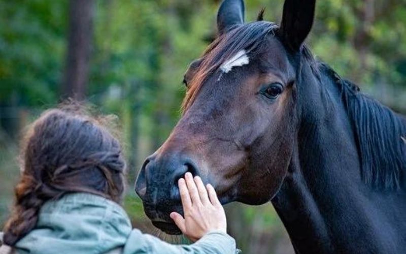 Why Do Horses Make Great Companion? - The Barnyard Supply Co