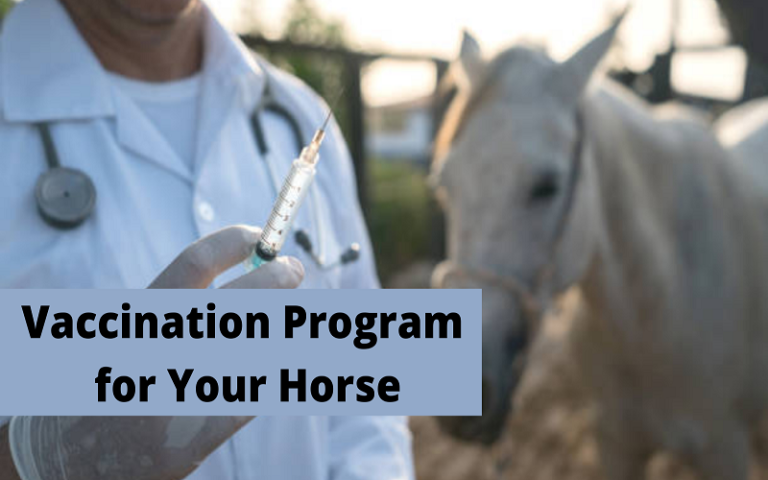 Vaccination Program for Your Horse - The Barnyard Supply Co